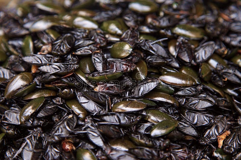 Cucarachas fritas foto de archivo. Imagen de bocado, tradicional - 2054238