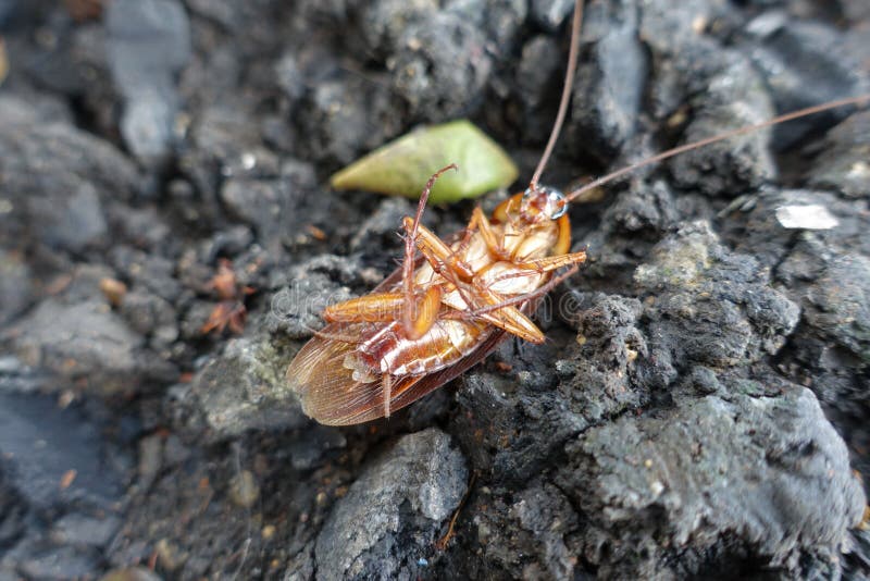 Cucarachas Muertas En La Tierra Imagen de archivo - Imagen de macro ...