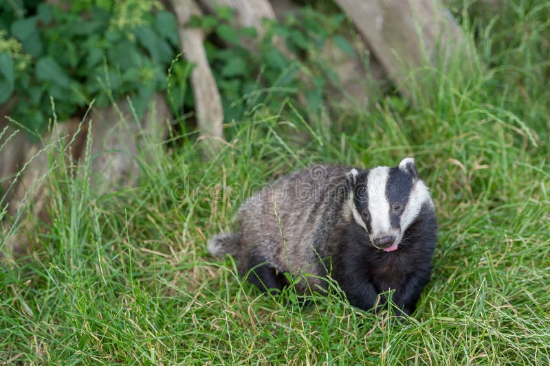 Cuccioli Del Tasso All'insieme Immagine Stock - Immagine di pavè ...