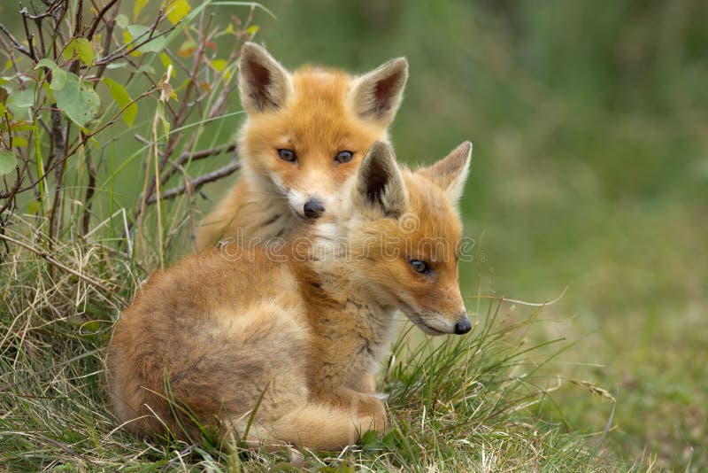 Cuccioli della volpe rossa immagine stock. Immagine di rosso - 31476453