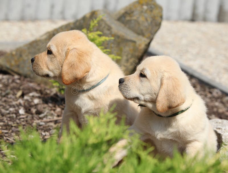 Cuccioli Stupefacenti Di Labrador Retriever Immagine Stock - Immagine ...