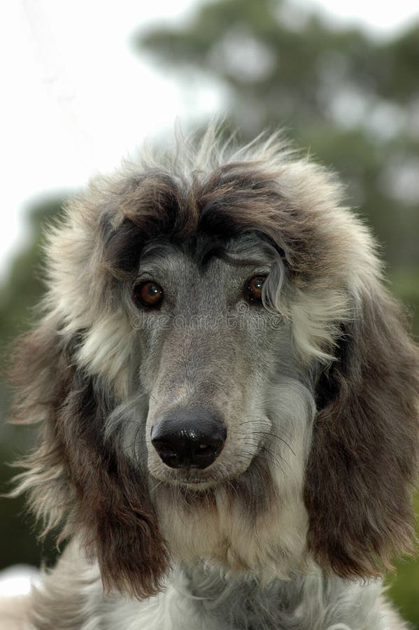 Cucciolo afgano immagine stock. Immagine di canino, bello - 2251299