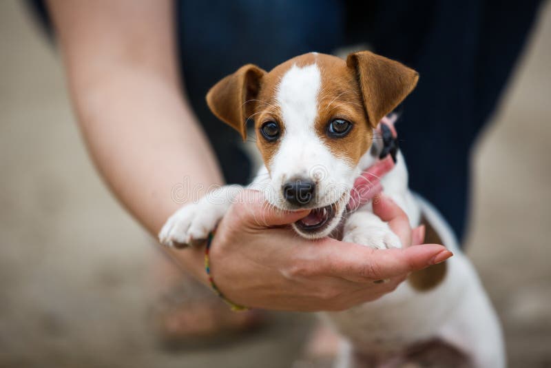 Cucciolo Allegro Di Jack Russell Terrier Immagine Stock - Immagine di ...