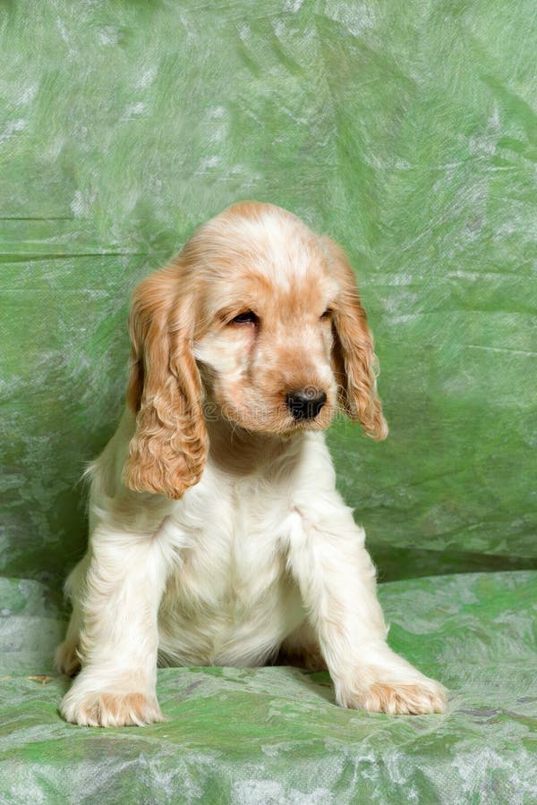 Cucciolo Beige Di Cocker Spaniel Di Inglese Immagine Stock - Immagine ...