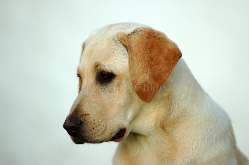 Cucciolo di Labrador fotografia stock. Immagine di laboratori - 1661578