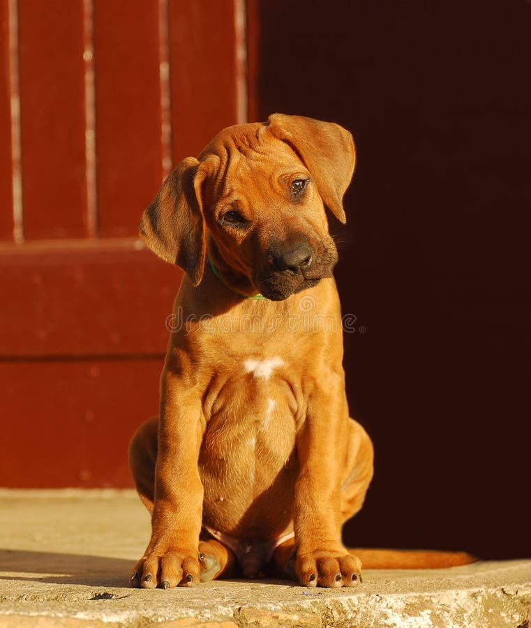 Cucciolo Del Cane Di Rhodesian Ridgeback Immagine Stock - Immagine di ...