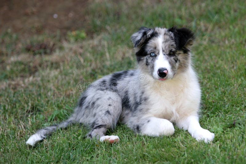 Cucciolo Di Border Collie Sul Rosa Immagine Stock - Immagine di giovane ...