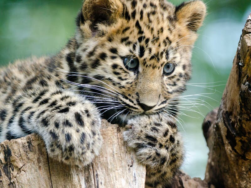 Cucciolo Del Leopardo Dell'Amur Fotografia Stock - Immagine di messo ...