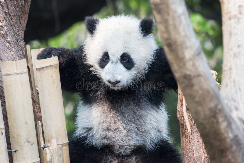 Cucciolo Del Panda Gigante Che Gioca Sull'albero Fotografia Stock ...