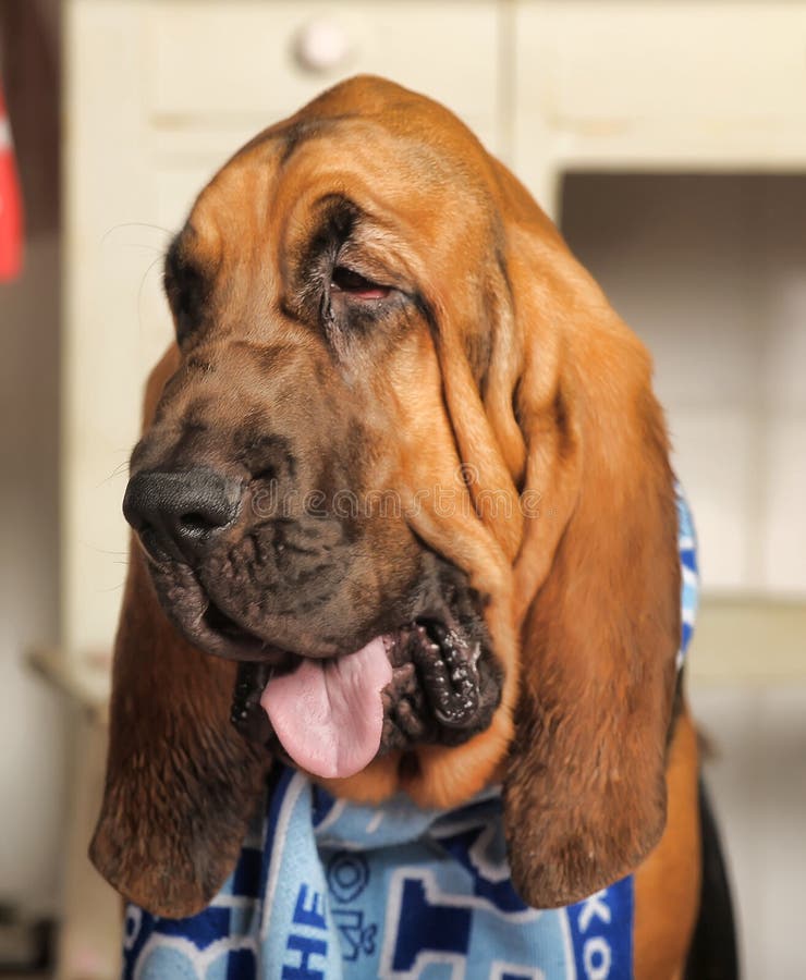 Cucciolo del segugio fotografia stock. Immagine di amichevole - 35324520