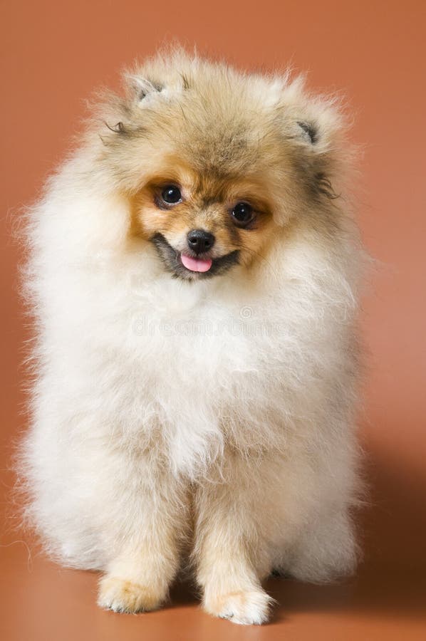 Cucciolo Della Razza Un Spitz-cane Di Pomeranian Fotografia Stock ...