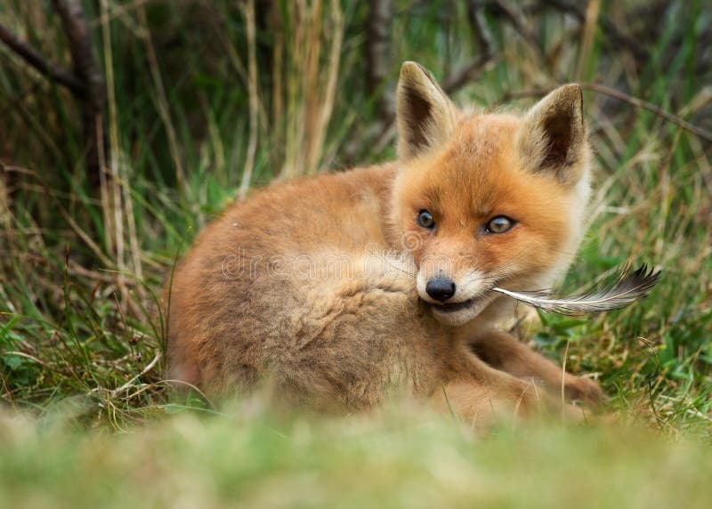 Cucciolo della volpe rossa immagine stock. Immagine di pelliccia - 31099083
