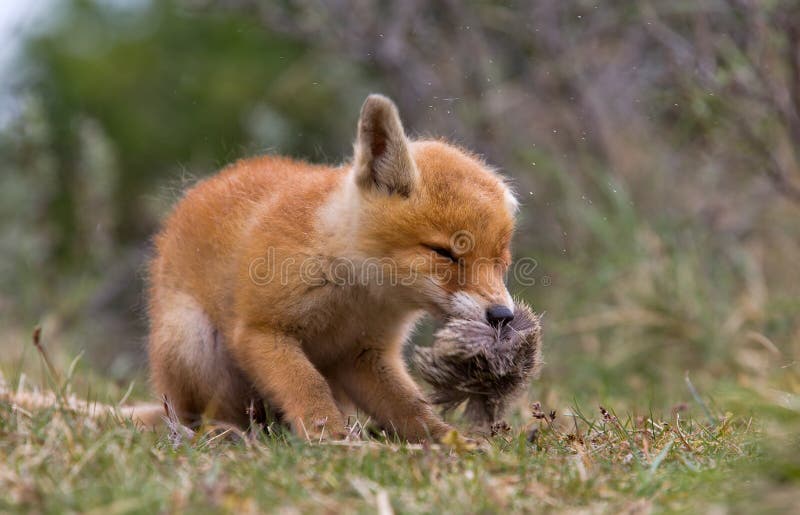 Cucciolo della volpe rossa fotografia stock. Immagine di bianco - 31476082