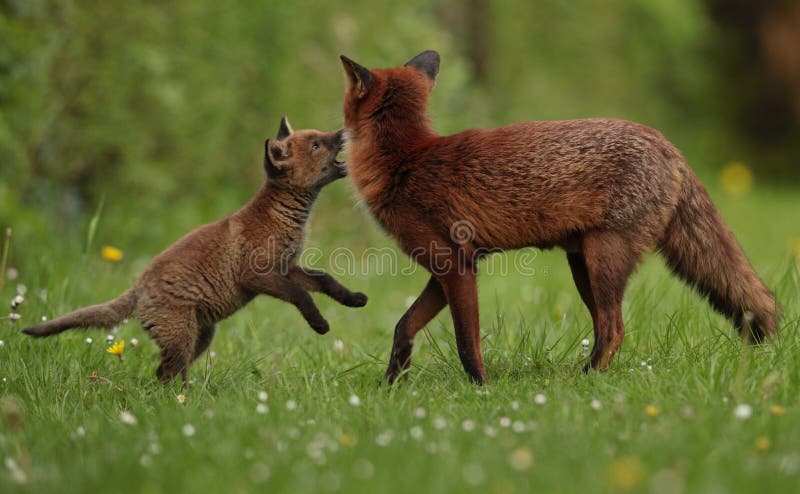 Cucciolo Della Volpe Rossa Che Gioca Con La Madre Immagine Stock ...