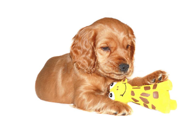 Cucciolo Dello Spaniel Di Cocker Con I Giocattoli Immagine Stock ...