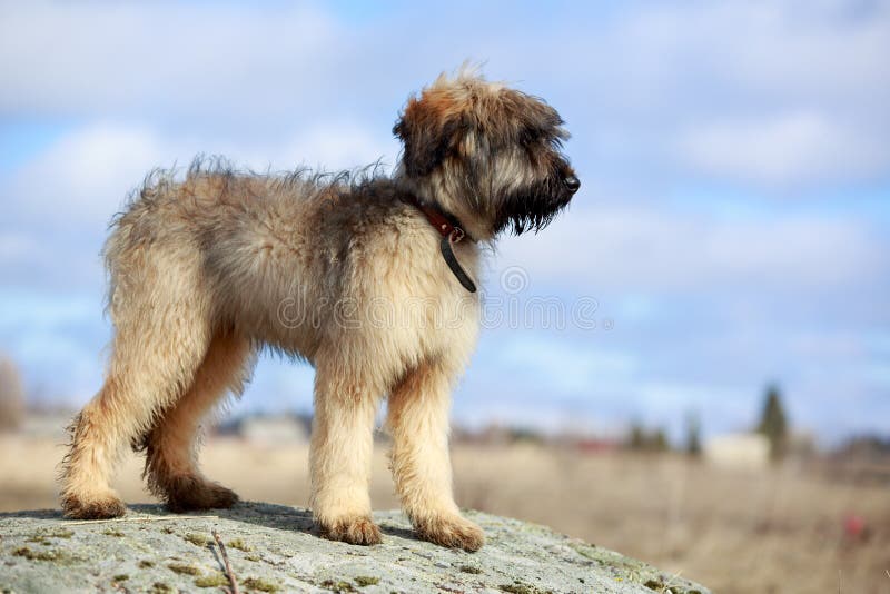 Briard, Cane Pastore Francese Fotografia Stock - Immagine di puro ...