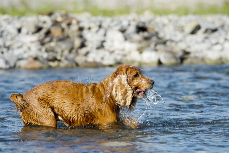 Cucciolo Di Cane Cocker Spaniel Immagine Stock - Immagine di testa ...