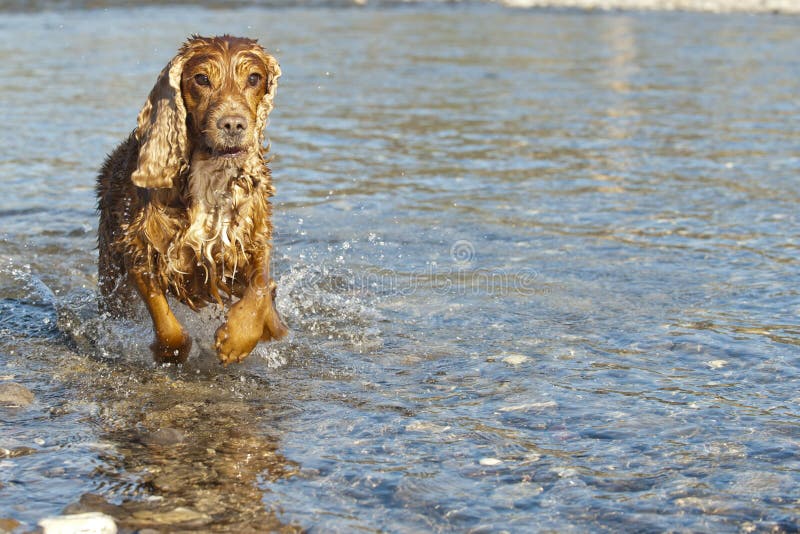 Cucciolo Di Cane Cocker Spaniel Immagine Stock - Immagine di carino ...