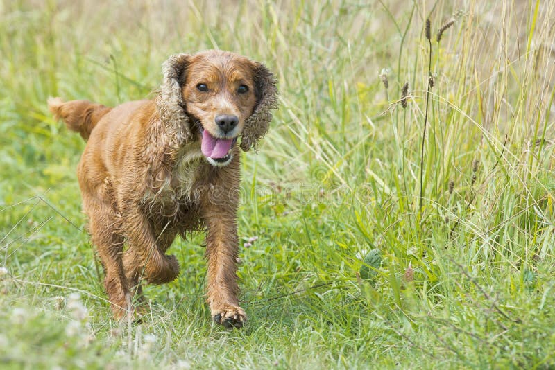 Cucciolo Di Cane Cocker Spaniel Immagine Stock - Immagine di cucciolo ...