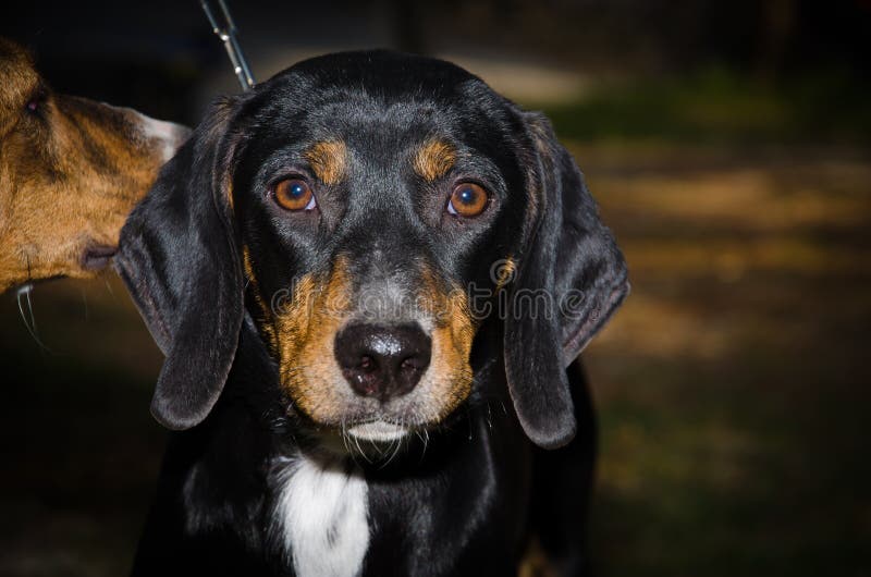 Cucciolo Di Cane Di Segugio Maremmano Immagine Stock - Immagine di cane ...