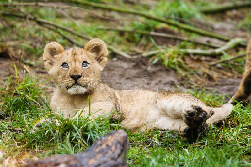 Gioco Di Due Un Giovane Cuccioli Di Leone Fotografia Stock - Immagine ... Gioco Di Due Un Giovane Cuccioli Di Leone Fotografia Stock - Immagine ...