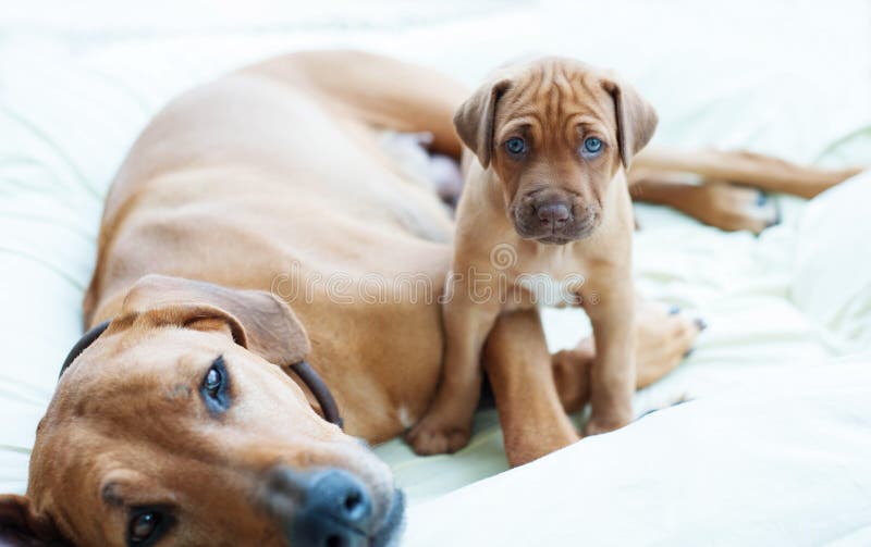 Cucciolo Di Rhodesian Ridgeback Con La Sua Mamma Fotografia Stock ...