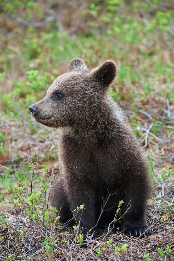 Cucciolo di un orso bruno fotografia stock. Immagine di orso - 42482184