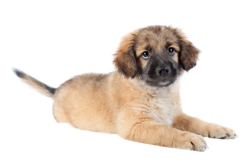 Cucciolo Di Un Pastore Di Golden Retriever Fotografia Stock - Immagine ...