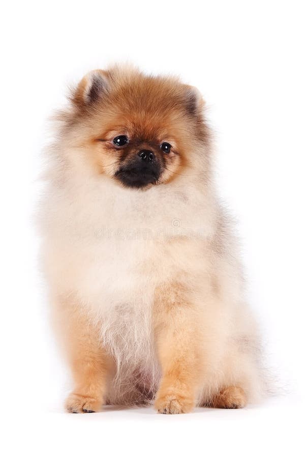Cucciolo di un spitz-cane fotografia stock. Immagine di animali - 26815224