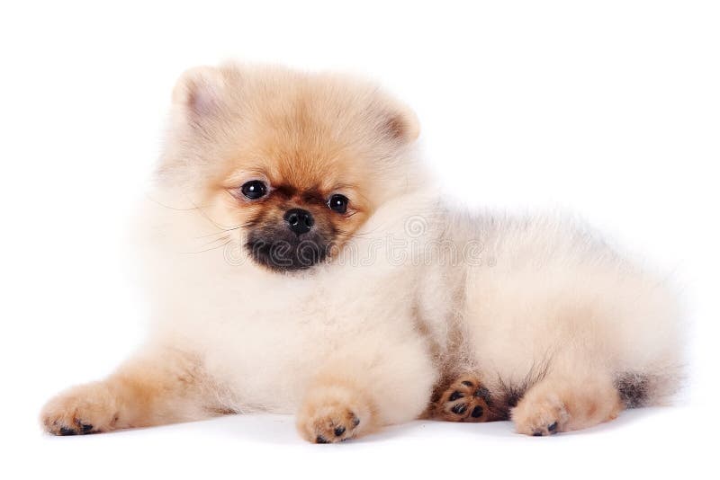 Cucciolo Della Razza Un Spitz-cane Di Pomeranian Fotografia Stock ...