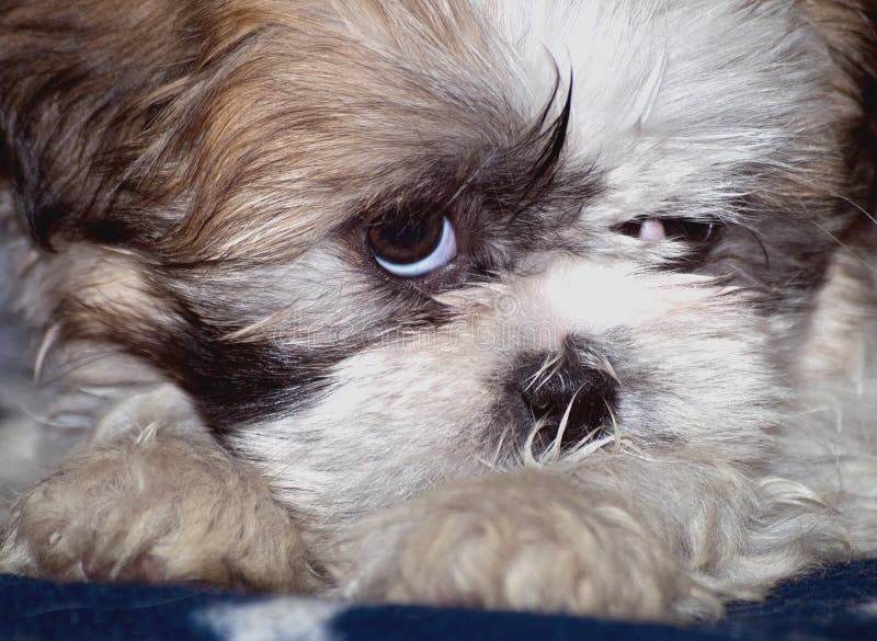 Cucciolo Shih Tzu Lapso Assonnato Fotografia Stock - Immagine di ...