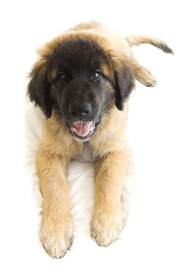 Cucciolo Sorridente Del Cioccolato Della Razza Labrador Su Bianco ...