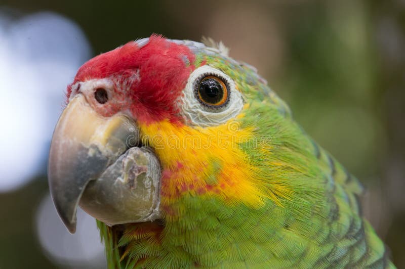 Cucha Fotos de stock - Fotos libres de regalías de Dreamstime