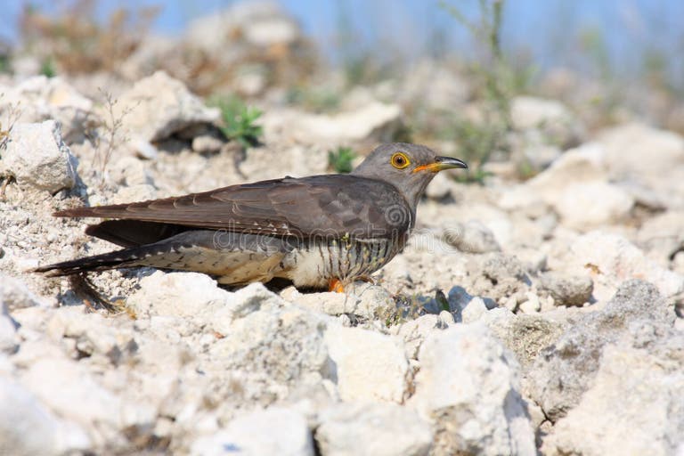 319 Female Common Cuckoo Stock Photos - Free & Royalty-Free Stock ...