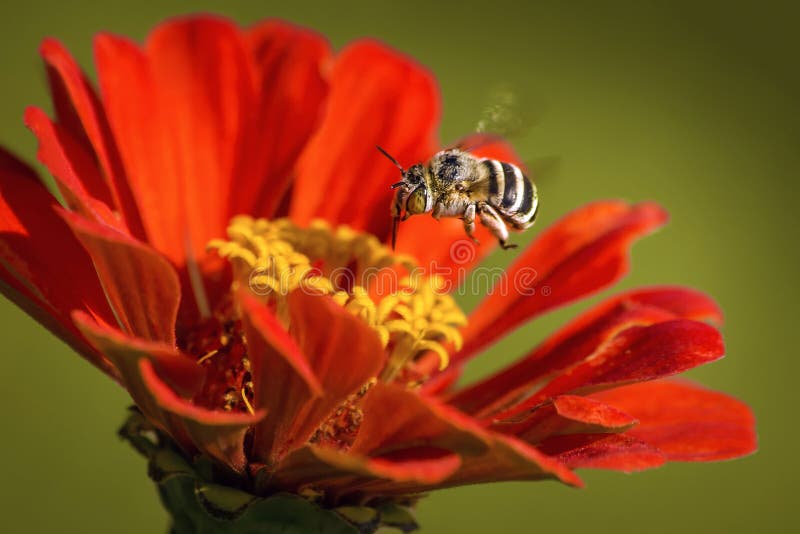Cuckoo bee on the fly stock photo. Image of detailed - 37508636