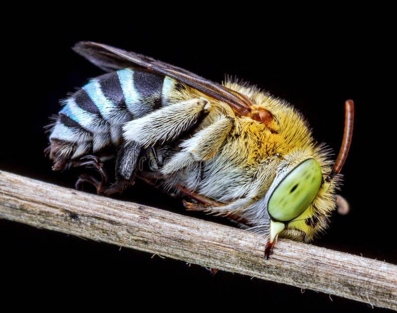 Cuckoo bee stock photo. Image of cuckoo, night, macro - 90398124