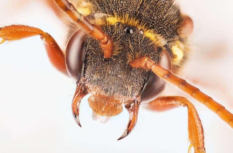 Cuckoo Bee, Nomada, Bee stock photo. Image of white - 116106062