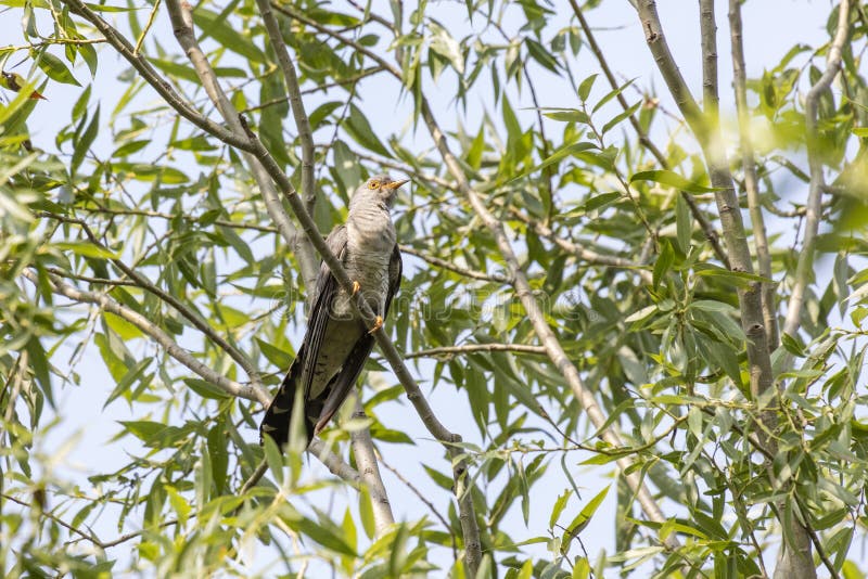 Cuckoo Bird Cuculus Canorus Bakeri Stock Photo - Image of avian, asian ...