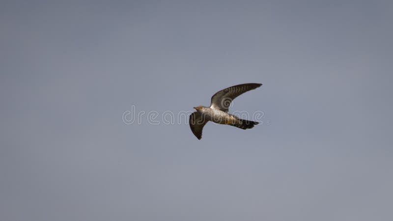 Cuckoo bird in flight stock photo. Image of single, beautiful - 303497316