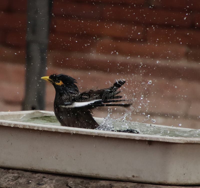 Cuckoo Bird Having Fun in Water in Summer Season Stock Photo - Image of ...