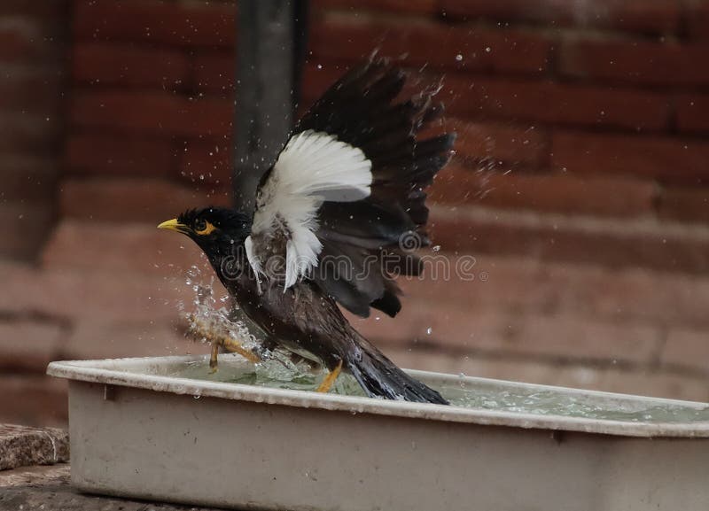 Cuckoo Bird Having Fun in Water in Summer Season Stock Image - Image of ...