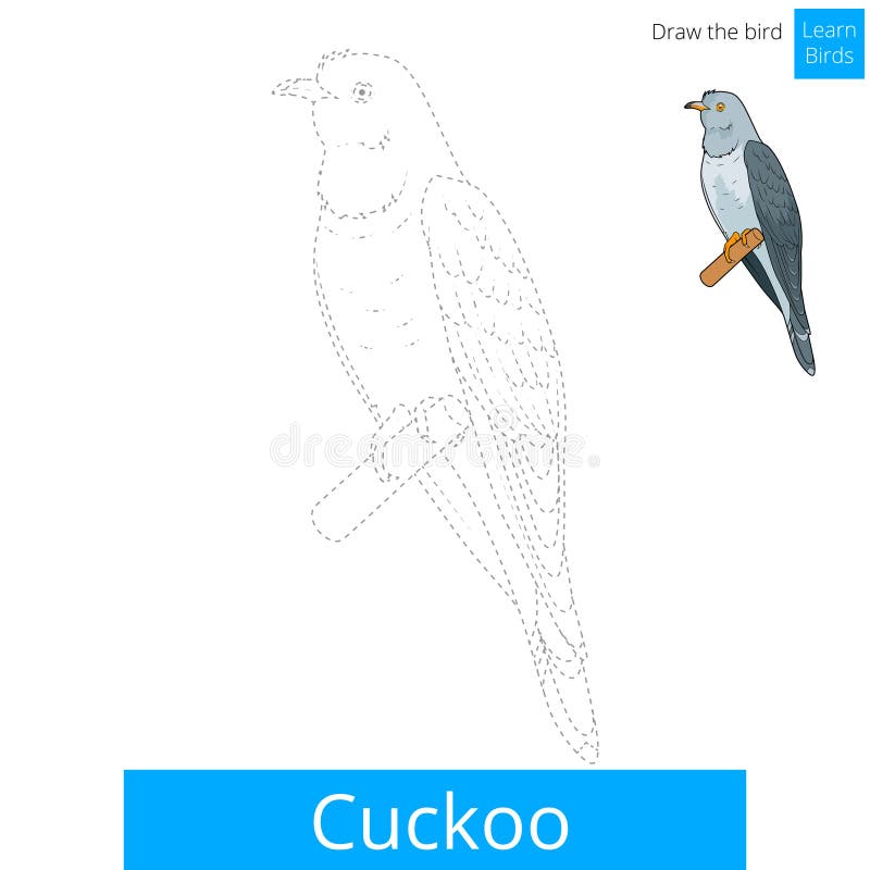 Cuckoo Bird Learn To Draw Vector Stock Vector - Illustration of learn ...