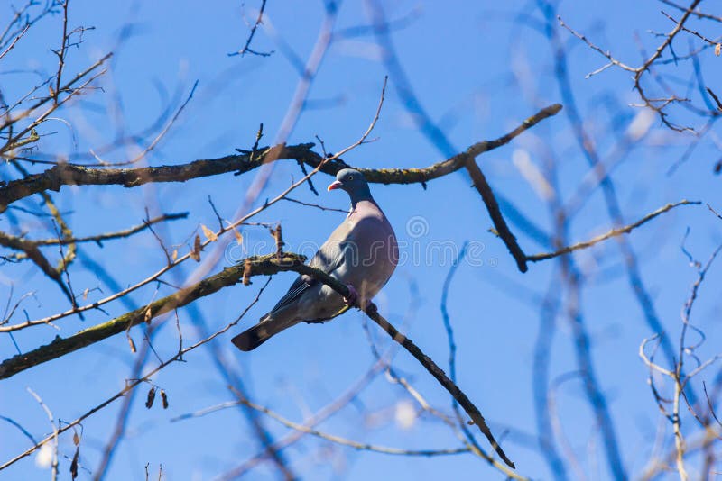 Cuckoo bird on the tree stock image. Image of nature - 184174519