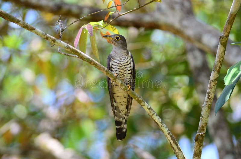 Cuckoo Birds Perching and Feeding Stock Photo - Image of green, emerald ...