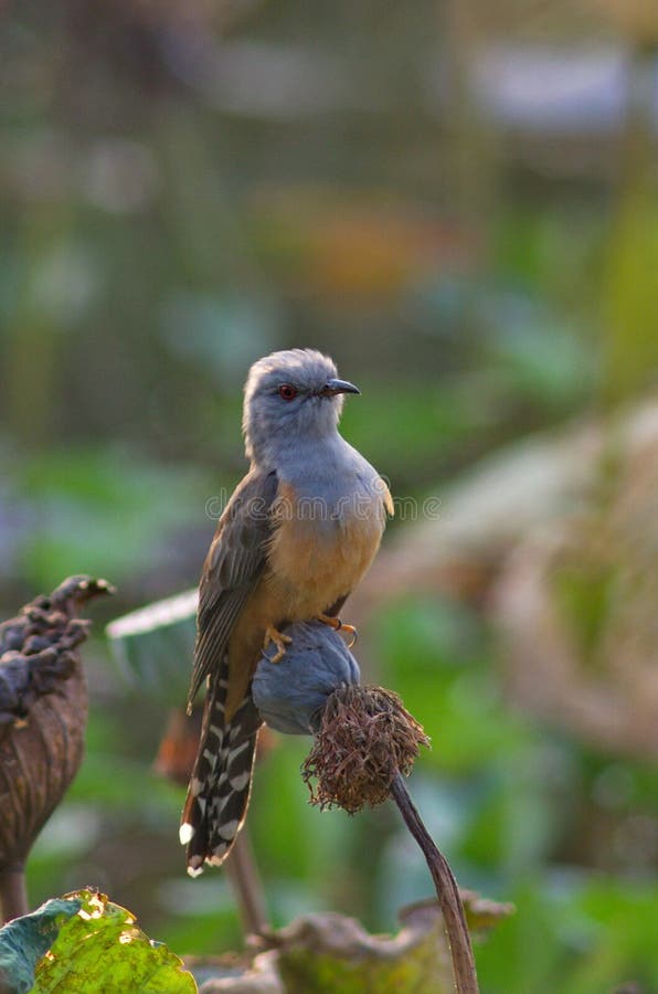 Cuckoo Birds Perching and Feeding Stock Photo - Image of jungle ...