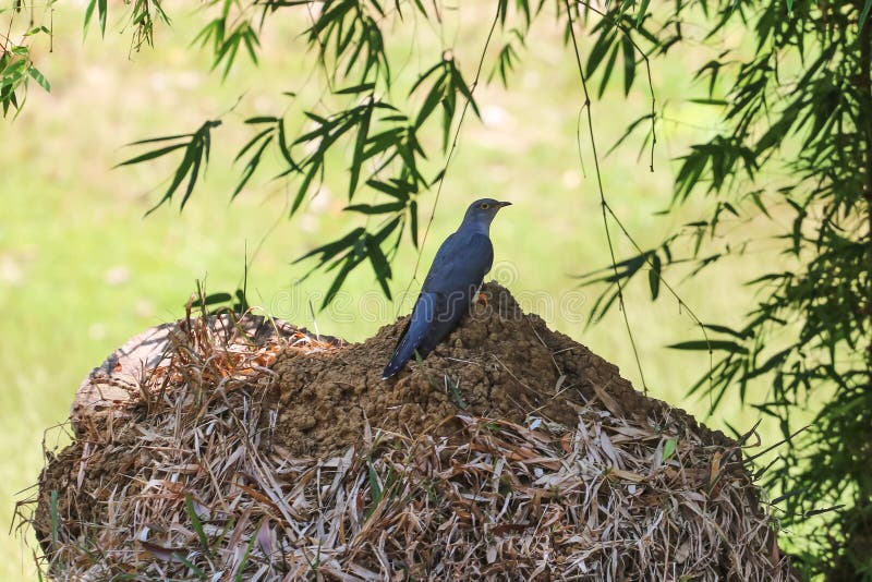 Cuckoo Birds in Tropical Forest Nature Background Stock Image - Image ...