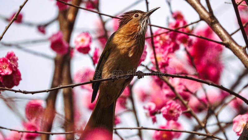 Cuckoo on branch stock photo. Image of bird, pink, branch - 243476602