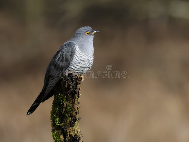 Cuckoo, Cuculus canorus stock photo. Image of cuculus - 215671186