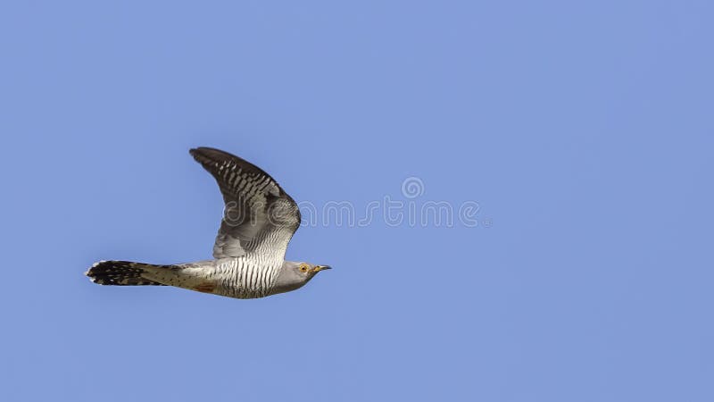 Cuckoo in Flight stock photo. Image of feather, wildlife - 72050258