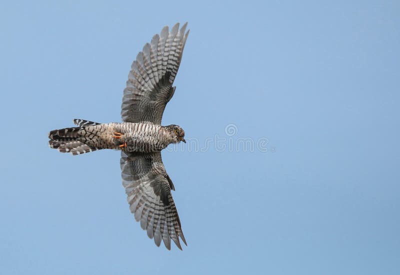 Cuckoo in flight stock photo. Image of grey, cuckoo, envoy - 38840726